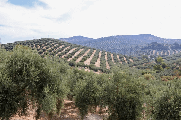 Rincón de la Subbética (Organic) (500ml) - Ithaca Bound Imports